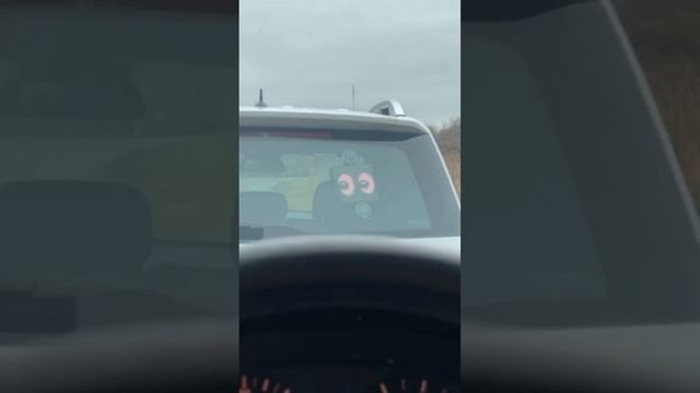 Funny Animals! - Кот за рулем! -Trends Tiktok 2022! #3