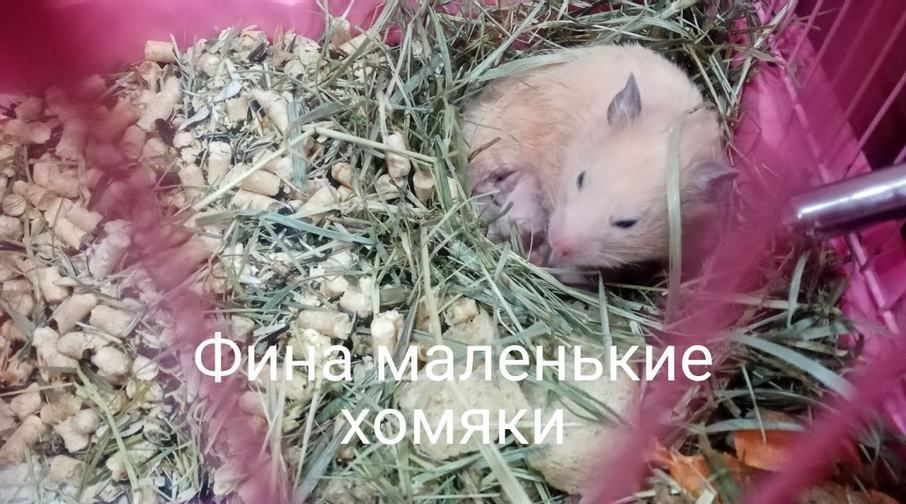 Фина маленькие хомяки