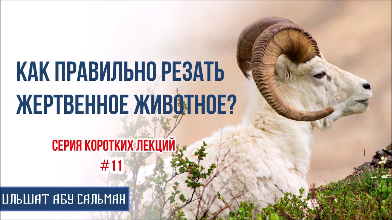Ильшат Абу Сальман. Как правильно резать жертвенное животное? Серия лекций Курбан-Байрам