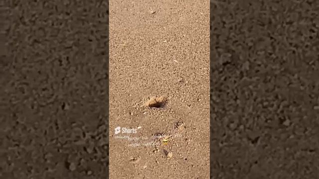 Шри-Ланка. Пляж с крабами ❤️