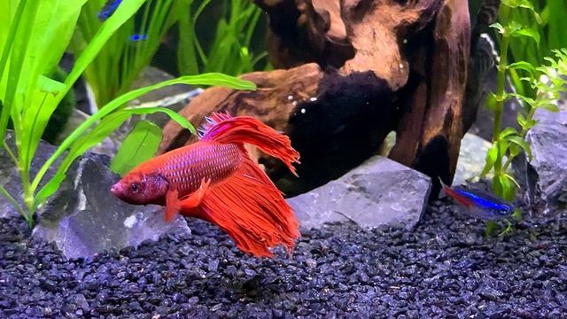 Бойцовая рыбка или сиамский петушок видео