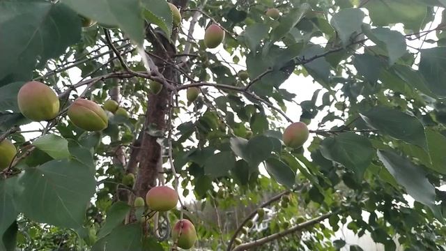 Абрикос Саратовский рубин. Южный Урал. 17.07.2023