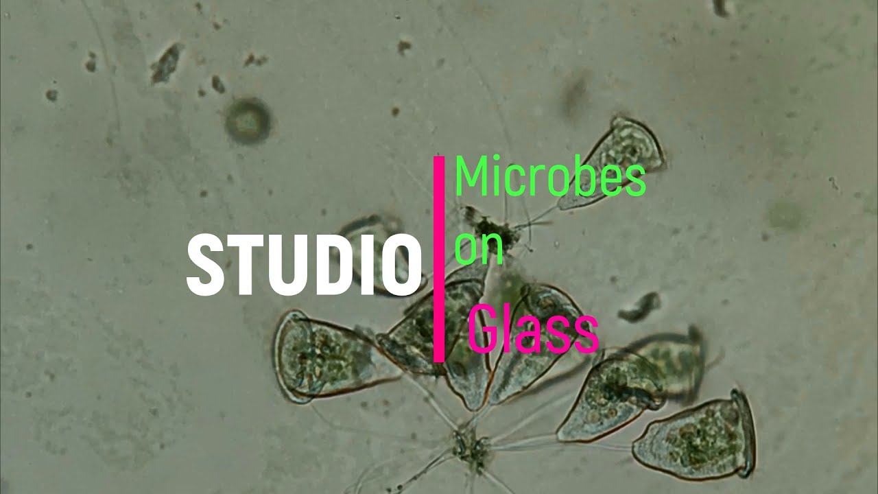 Эолосома. Aeolosoma hemprichi. Абсолютно безопасный для рыбок и креветок червь в аквариуме.