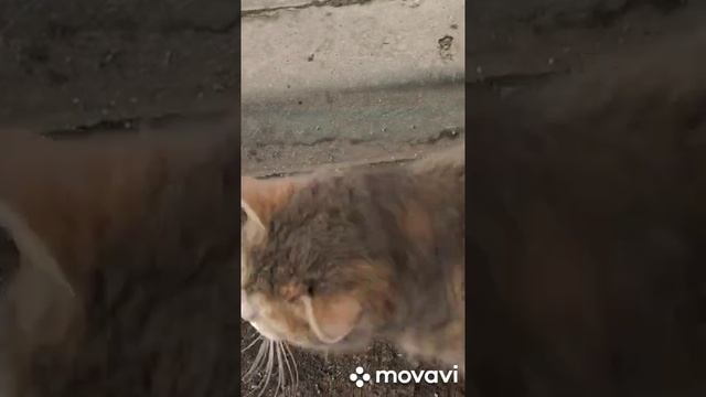 Дворовая банда котиков..mp4