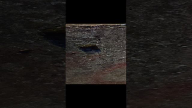 нашествие слизней