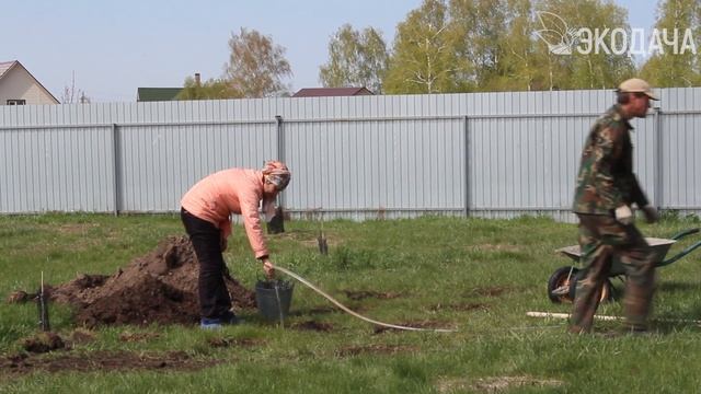 Посадка розы с ОКС