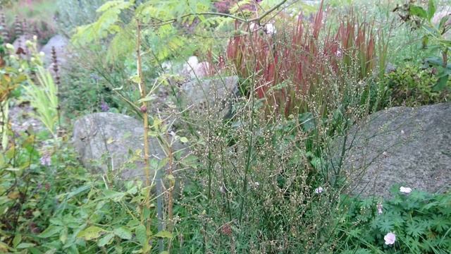 Ботанический сад Орхус, Дания, 22 сентября 2023