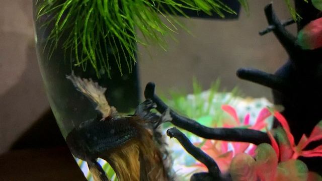 Бойцовая рыбка, или сиамский петушок (Betta splendens)