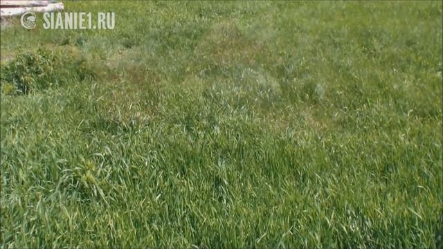 Сад мечты за три года