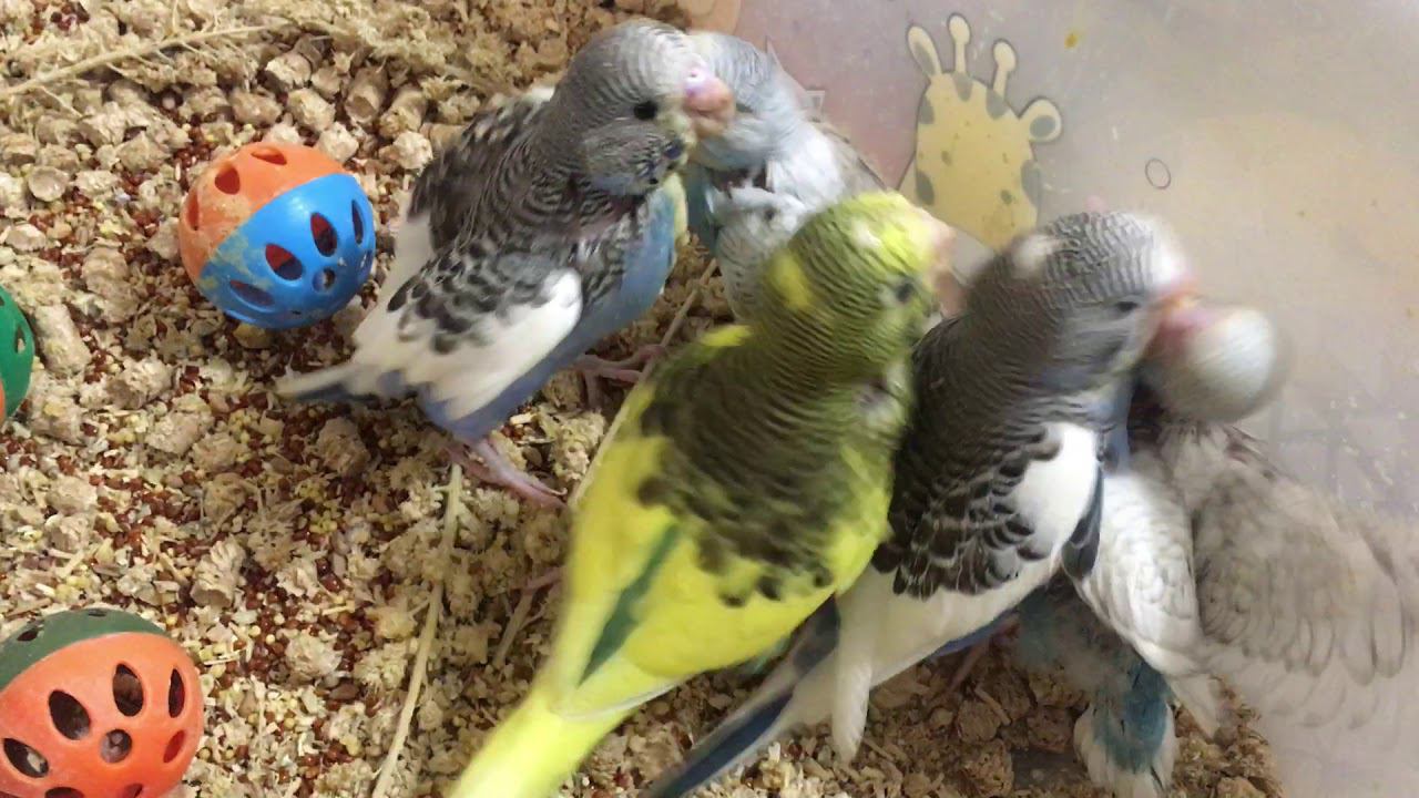 Делаю попугаев ручными. Выкармливание волнистых попугаев.