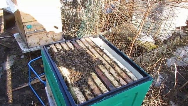 работы с пчелами в улье bienenhaus ( Белгород ) - работаю на опережение роения, рут с магазинами