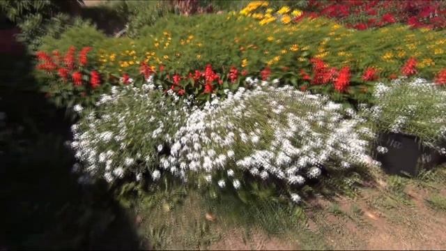 Все видео_Профессиональные семена РУЛЯТ.mp4