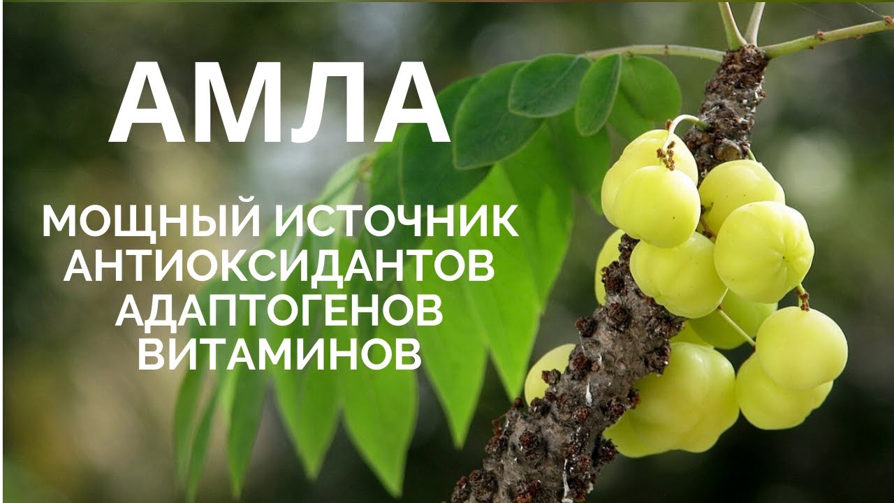 Амла - мощный источник  антиоксидантов, адаптогенов и витаминнов