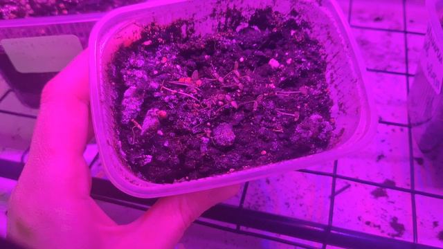 обзор рассады Агератума, Львиный зев, колокольчика, бархатсы и земляники от 08.04.24