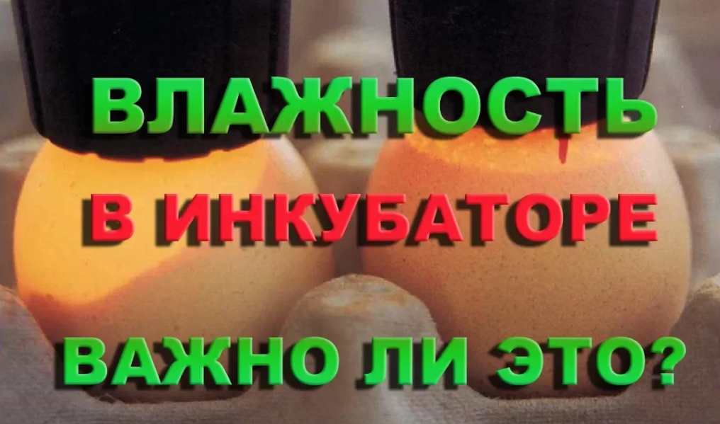 ВЛАЖНОСТЬ В ИНКУБАТОРЕ - 100%  ВЫВОД _ секреты инкубации