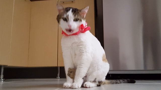 .Video Of Funny Cat.mp4 thehttje.jttj.
