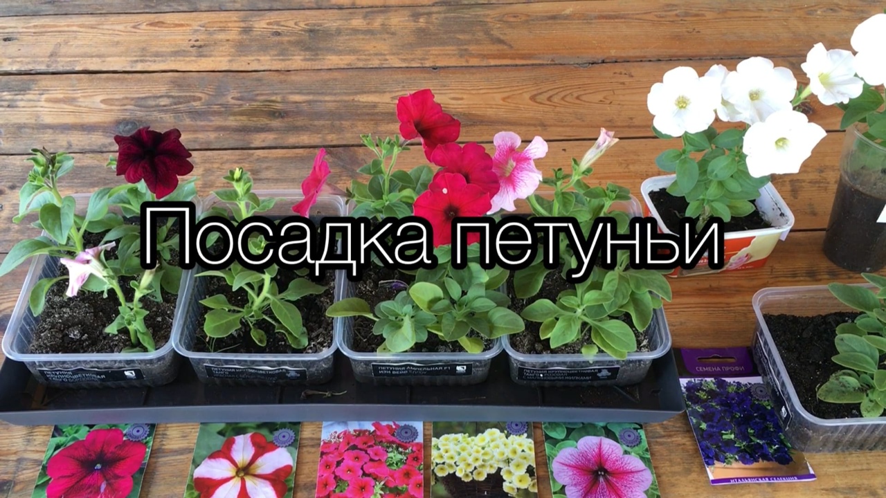 Правильная посадка петунии в кашпо..mp4