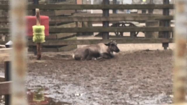 Семья оленей на Елагином острове в спб