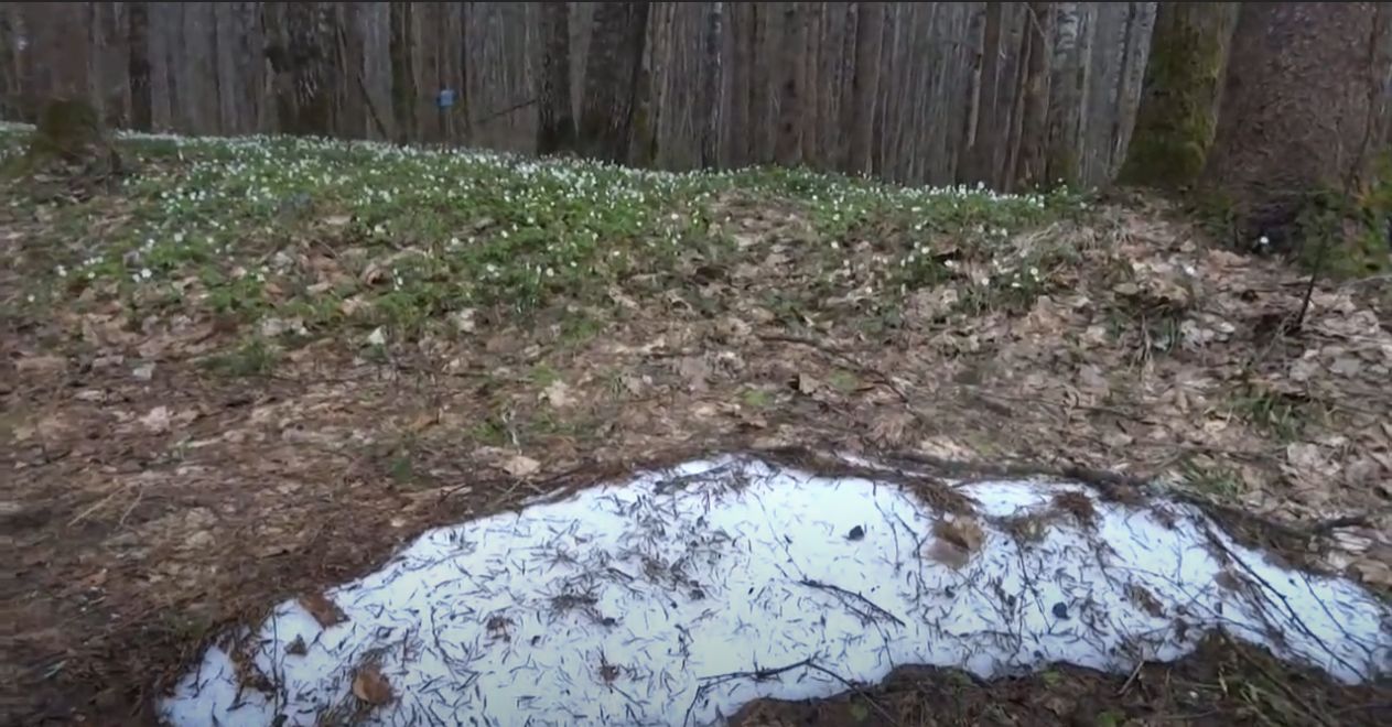 Весенний лес