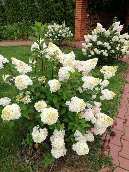 НАЧИНАЮЩИМ. ОМОЛАЖИВАЮЩАЯ ОБРЕЗКА МЕТЕЛЬЧАТОЙ ГОРТЕНЗИИ