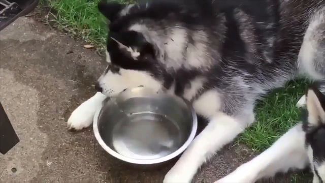 Собакены делают кальян на воде