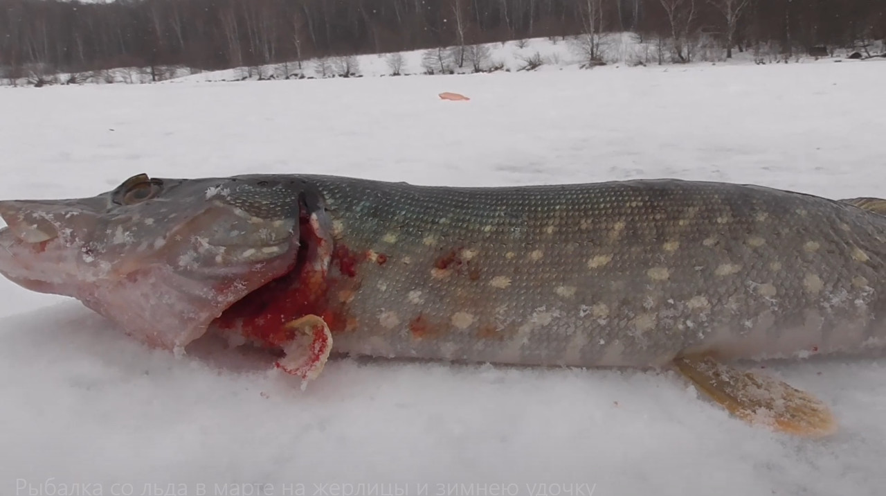Рыбалка со льда в марте на жерлицы и зимнею удочку