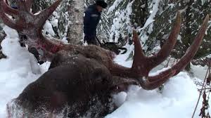 Охота на лося 2021.Сохатый отозвался на наш призыв.