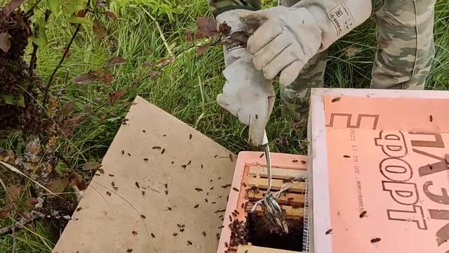 Собираем пчёл ложкой #collecting bees with a spoon