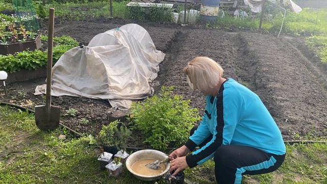 Пришли новые растения и всё на 4 сотки! Куда же посадить...