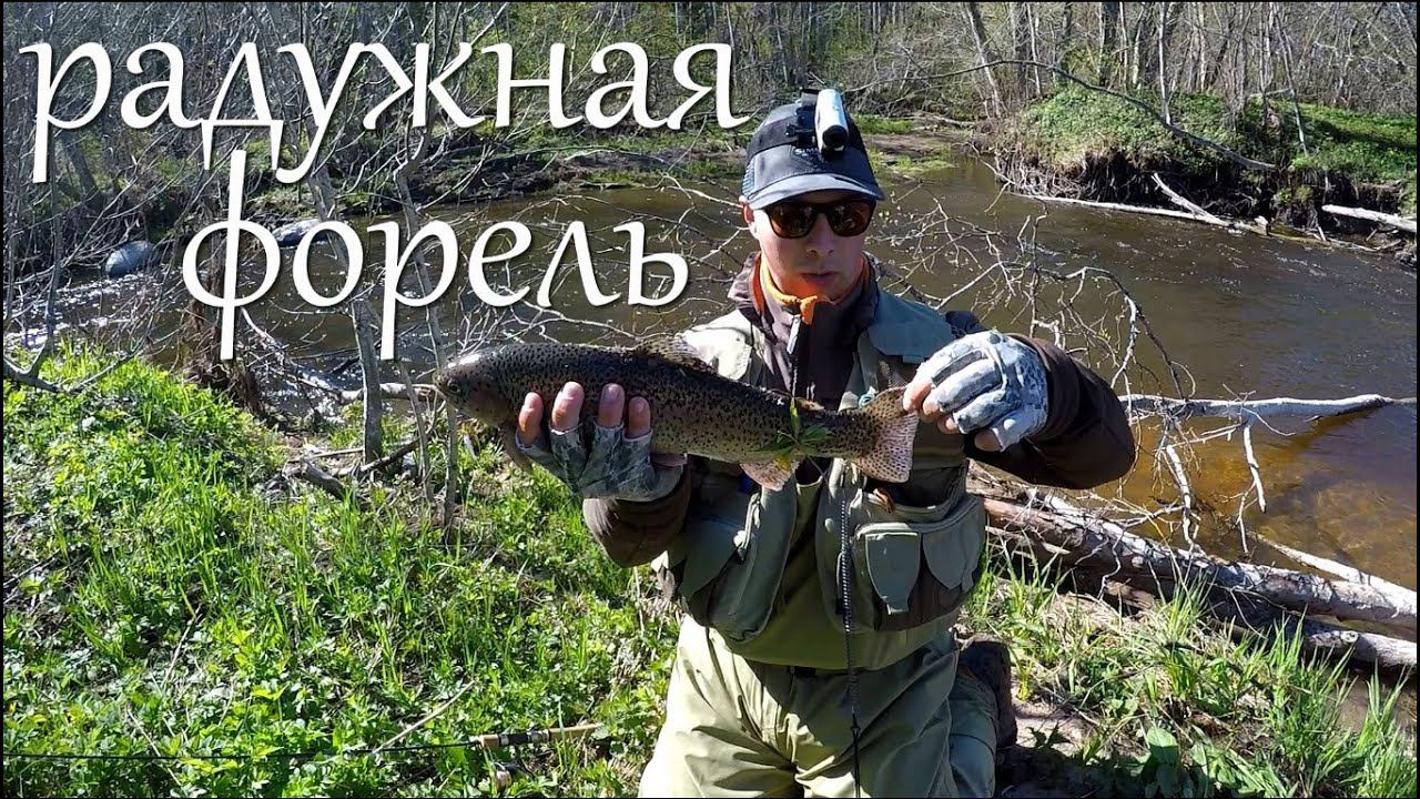 Радужная ФОРЕЛЬ на лесной реке | Ловим МИНОГУ голыми руками!