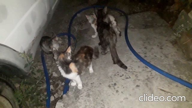 Мои любимые кошки.
