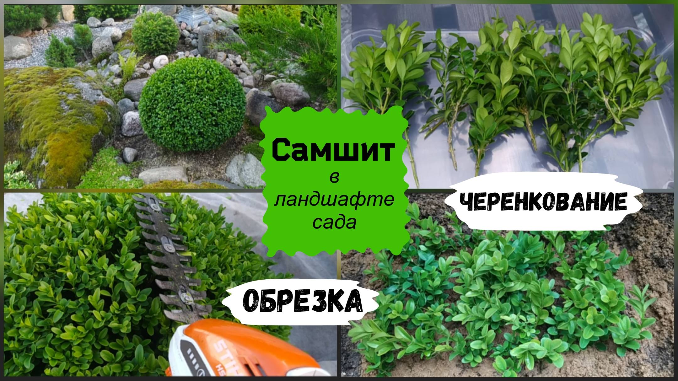 Самшит в ландшафте сада. Обрезка, черенкование.