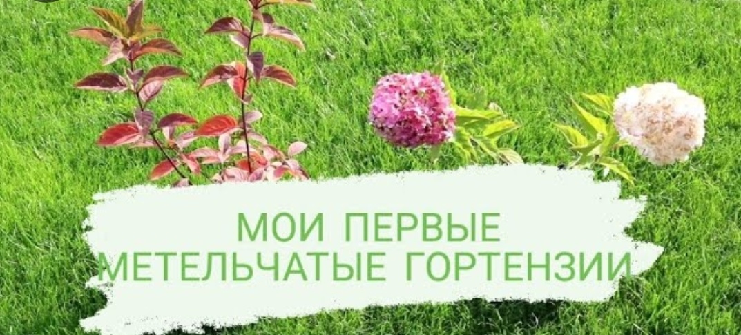 Мои первые метельчатые гортензии Wim's Red(Вимс Ред) и Ванилла Фрейз(Vanilla Freise)