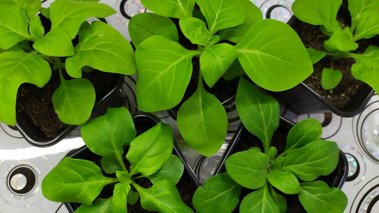 Как прищипывать петунию