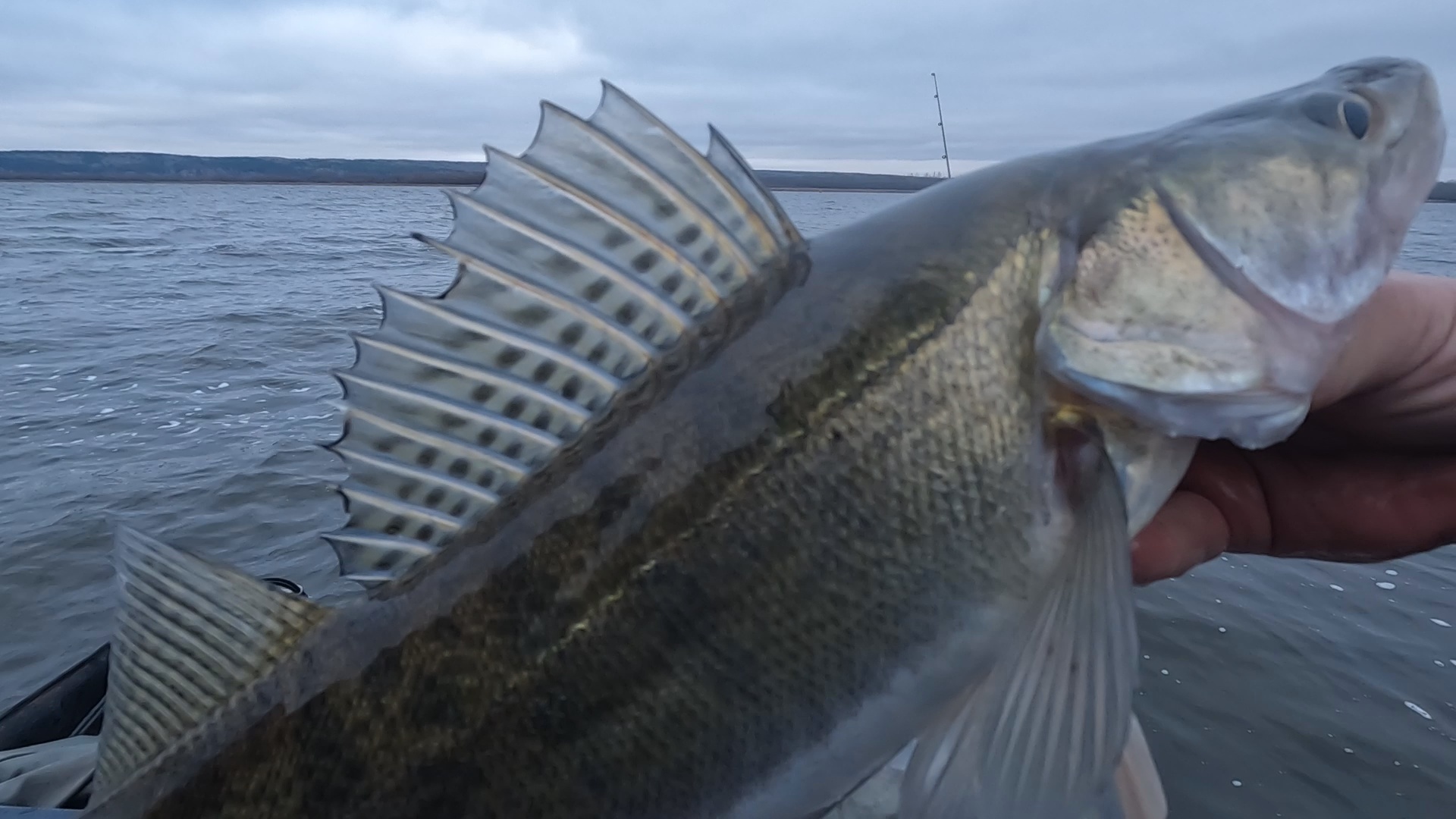 Судак на Каме в ноябре. Хорошая рыбалка перед закрытием сезона