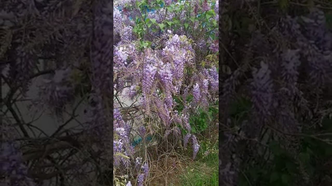 ЦВЕТЕНИЕ ГЛИЦИНИИ 29.04.22