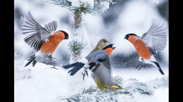 Елена Тасуева  Январское утро