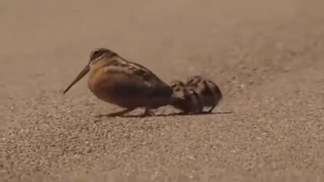 Вальдшнеп идёт на обед