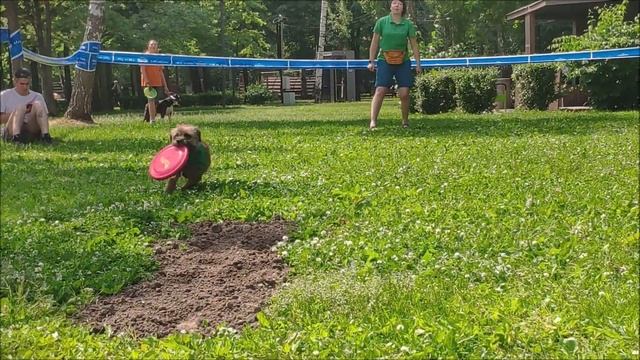 #собакивгороде2019 Дог-фризби!.mp4