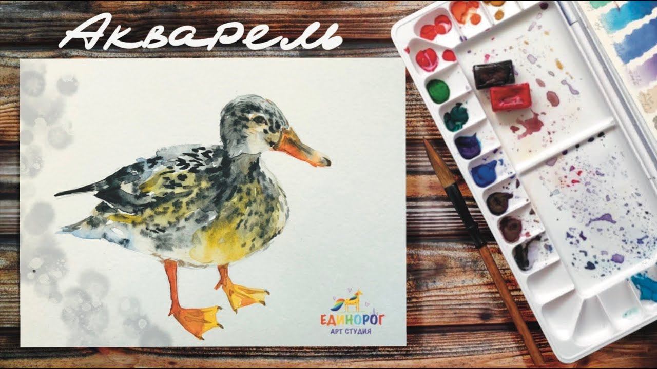 Как рисовать акварелью. Как нарисовать утку.  Просто рисуем. Акварель для начинающих.