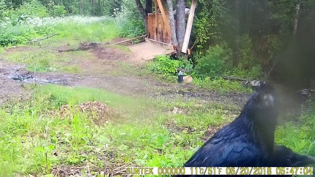 Птицы, запечатленные на фото ловушку. Часть № 31