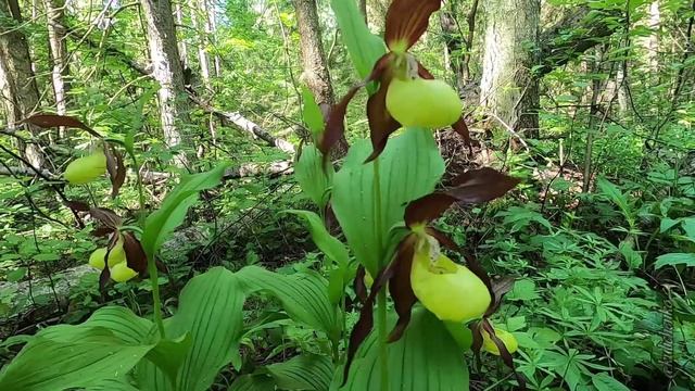 ПЛЕННИКИ ВЕНЕРЫ