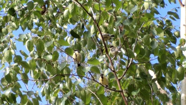 Маленькие синички пищат