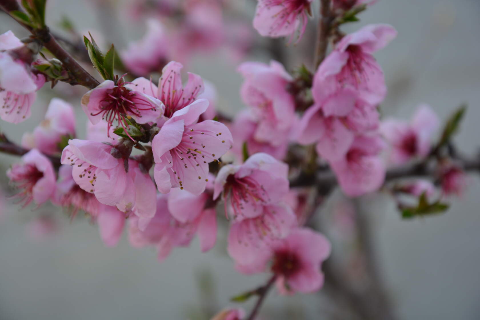 Персик цветёт