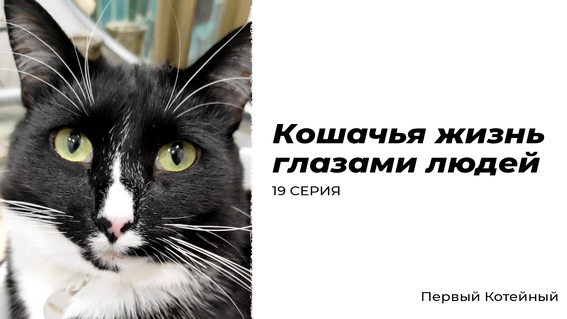Кошачья жизнь глазами людей — 19 СЕРИЯ