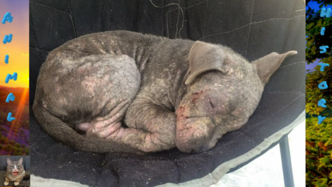 Пса с тяжелой чесоткой привязали к столбу и бросили