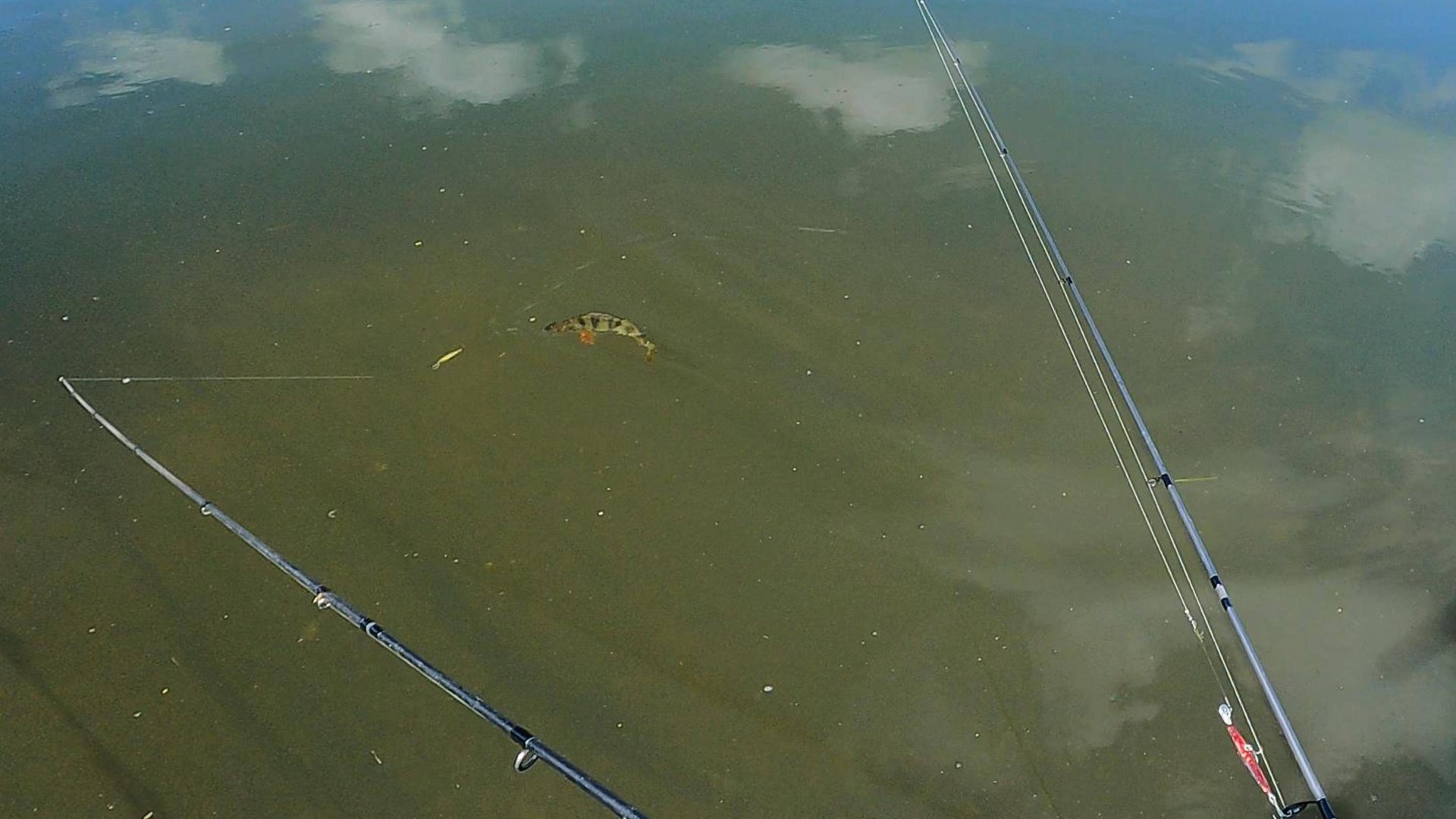 Окунь полоротый