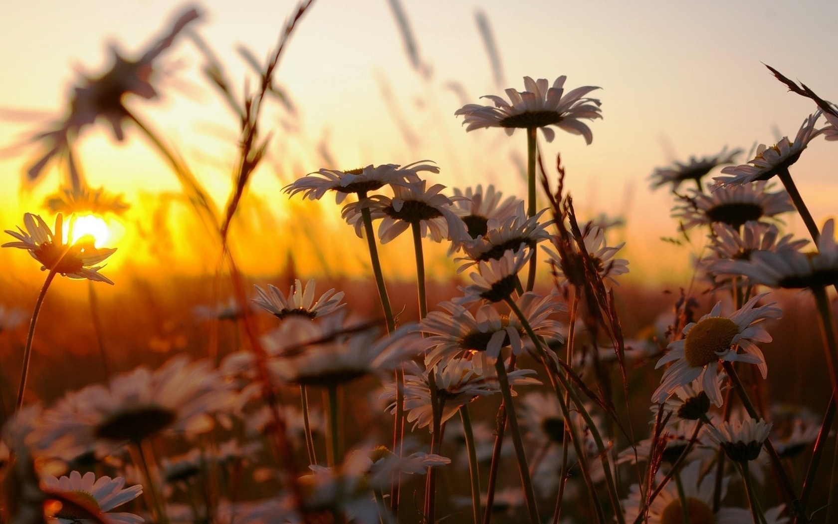 Поэма Памяти Максимилиана Волошина (2017), №6 Быть чёрною землей ...