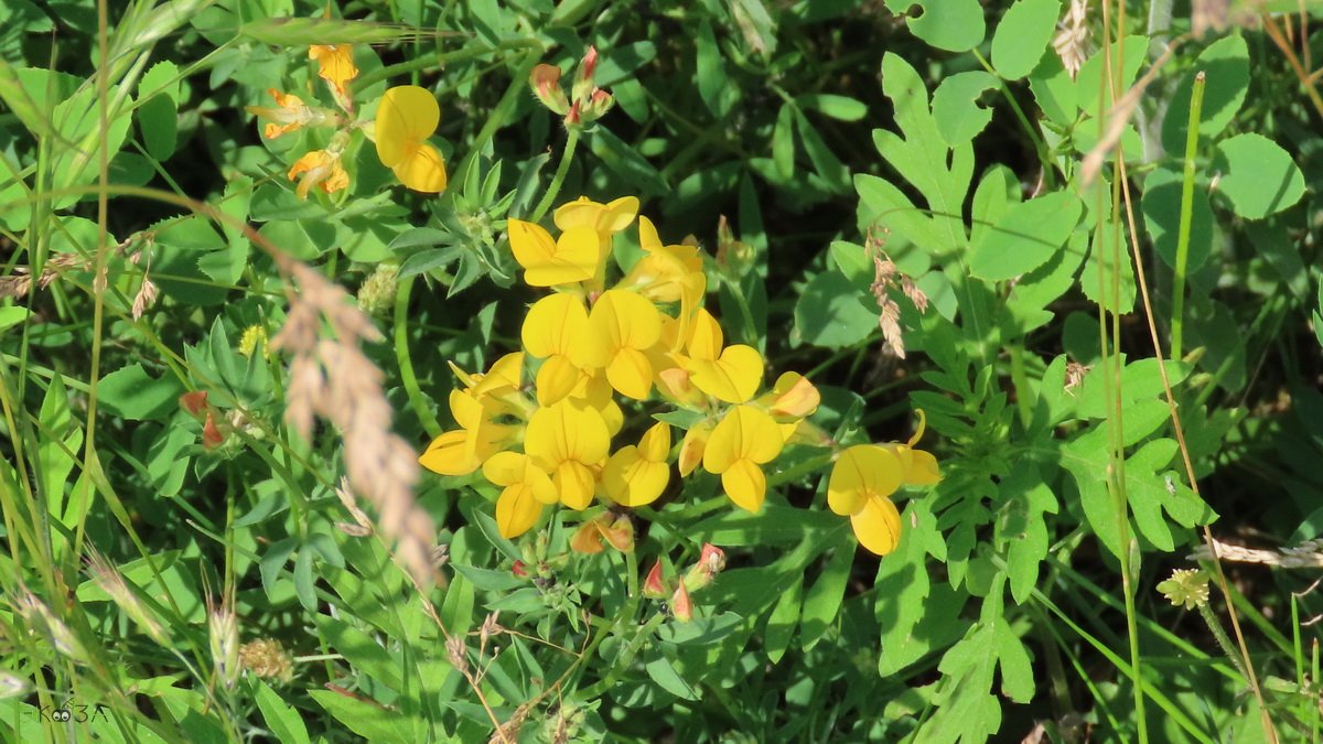 Лядвенец рогатый, жаворонок хохлатый