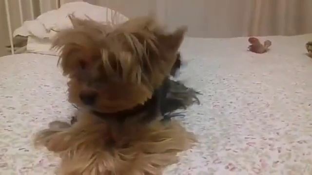 Приколы с животными | Приколы угары | Засмеялся подписался #3